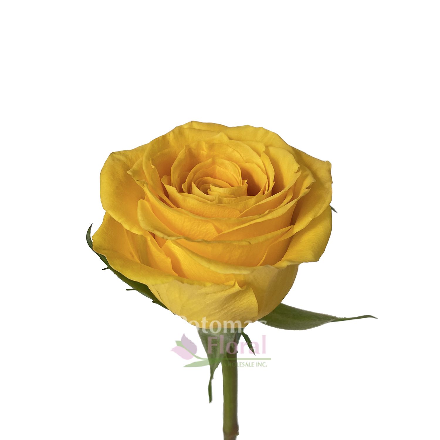 Brighton Rose Bright Yellow, 50 to 60 cm - Potomac Floral Wholesale