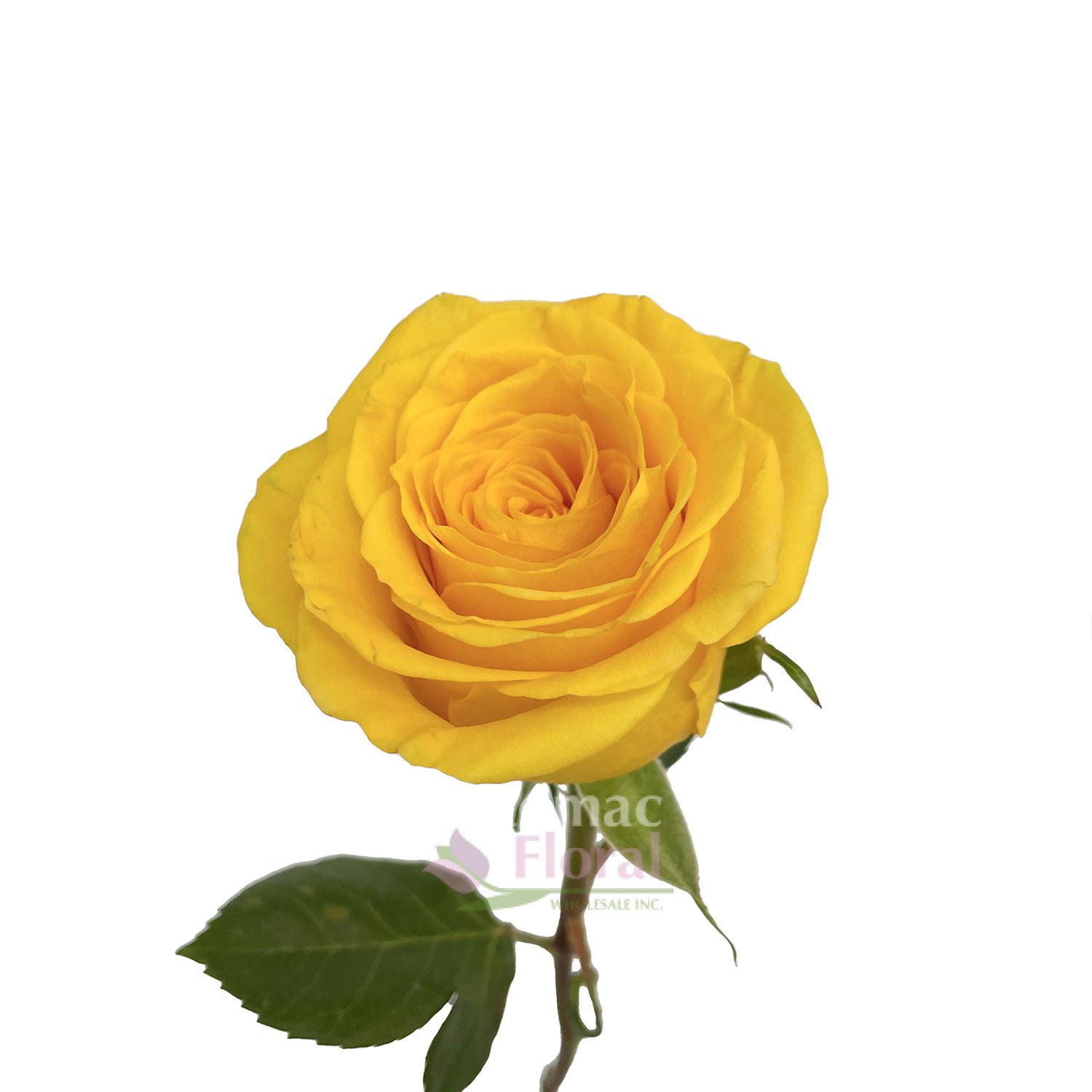Super Sun Rose bright yellow with high petal count, 50 to 60 cm ...