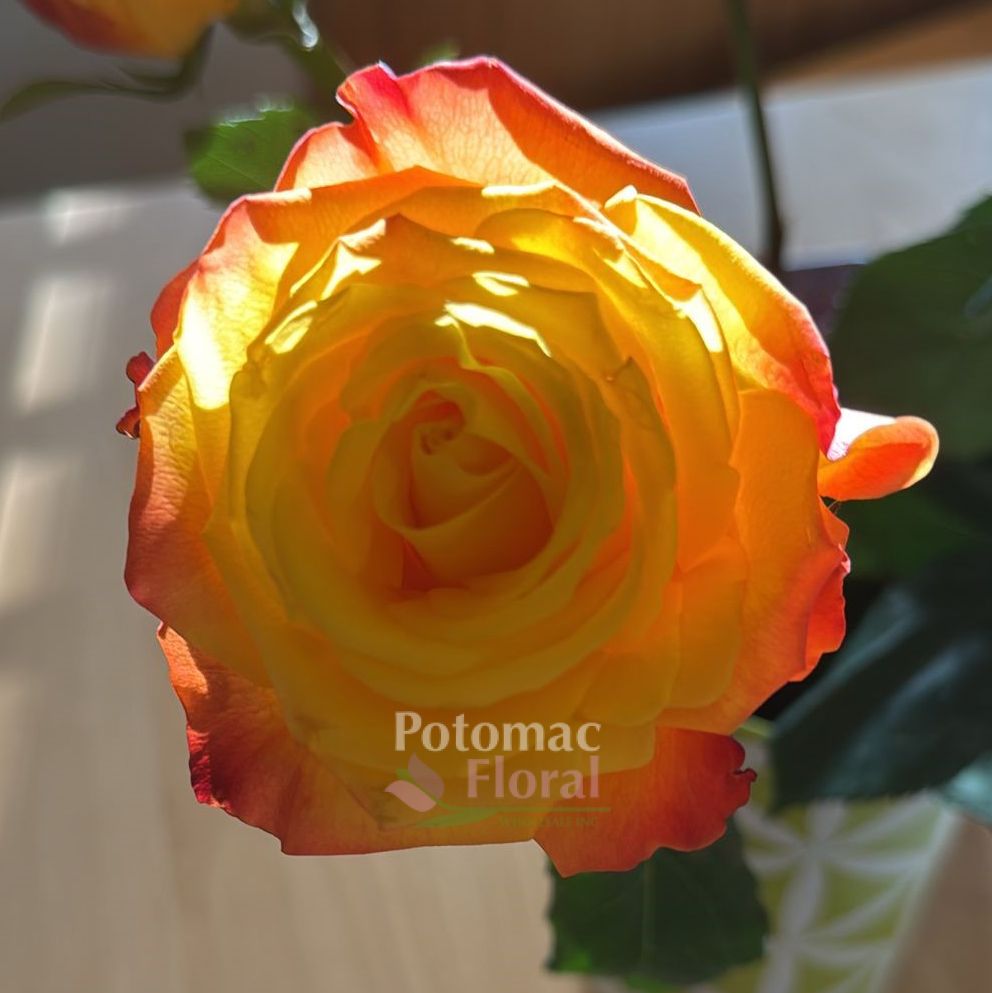 High and Yellow Rose Flame Yellow with red tips, 50 to 60 cm - Potomac ...