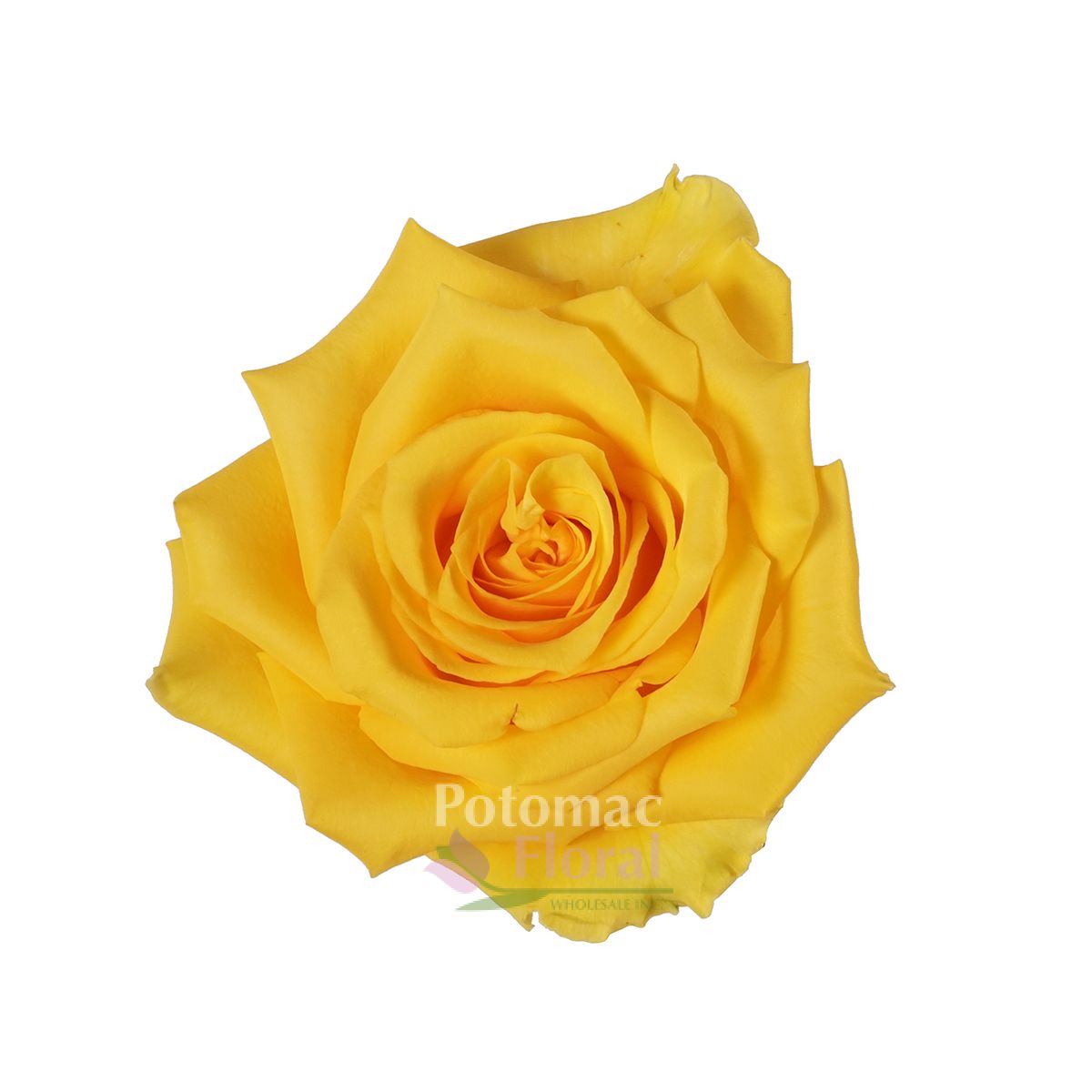 Lighthouse Rose Bright Yellow, 50 to 60 cm, Large Blooms - Potomac ...