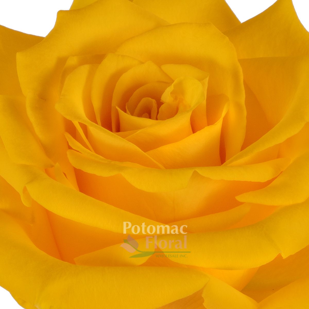 Lighthouse Rose Bright Yellow, 50 to 60 cm, Large Blooms - Potomac ...