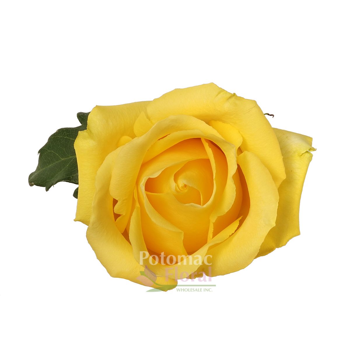 Tara Rose Yellow, 50 cm - Potomac Floral Wholesale