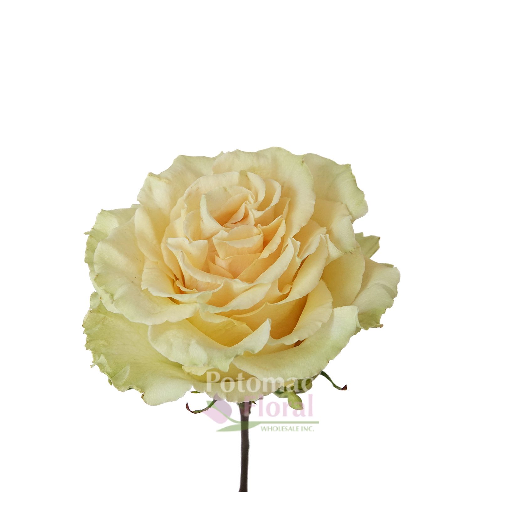 Toscana Rose Large Head Butter Light Yellow, 50 cm - Potomac Floral ...