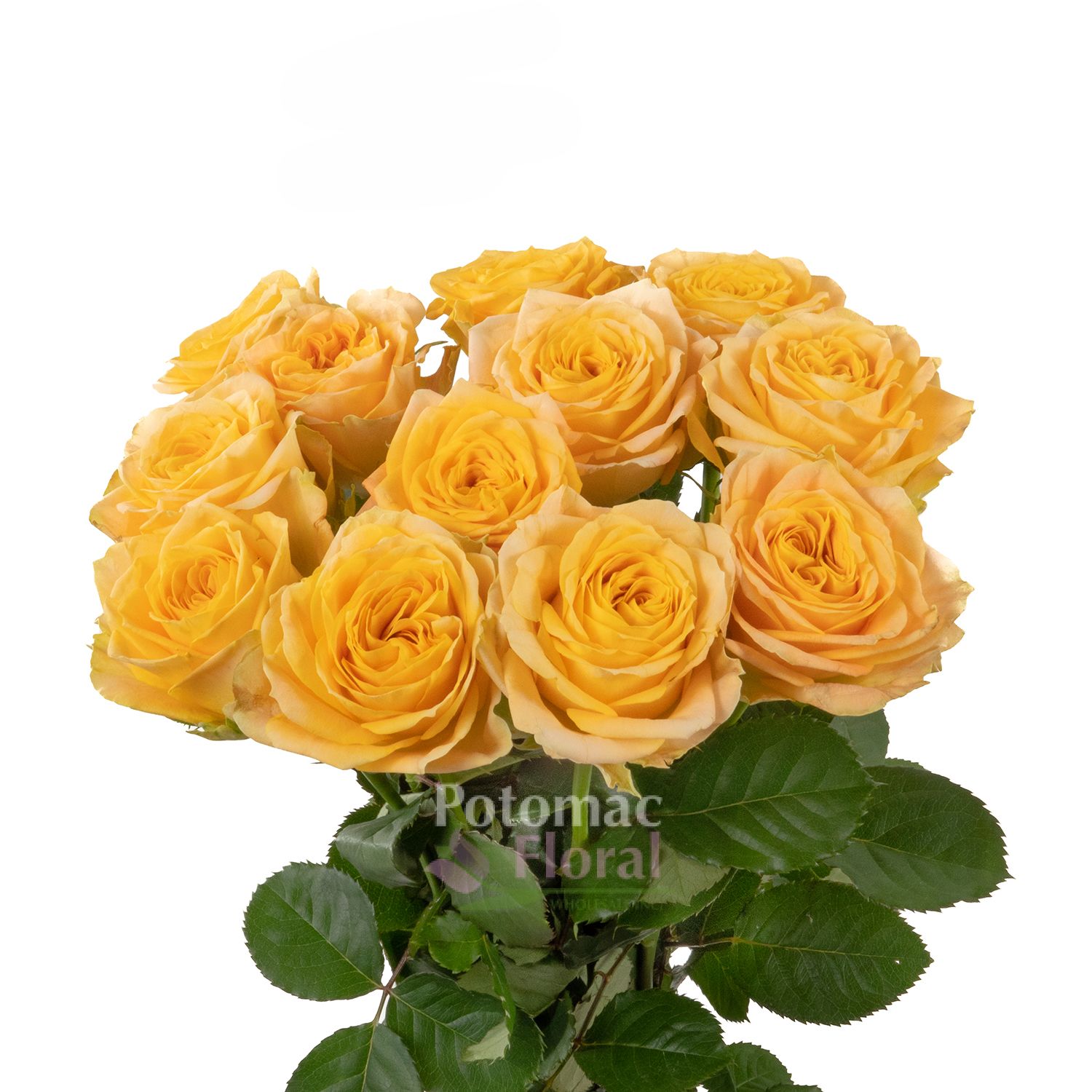Turtle Rose Yellow, 60 cm, Open Wide long lasting Garden Type - Potomac ...