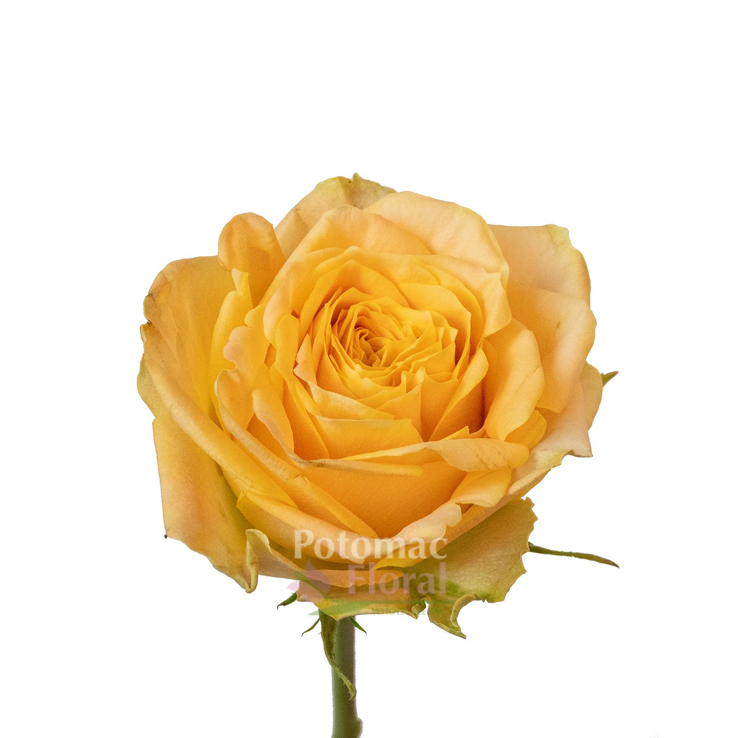 Turtle Rose Yellow, 60 cm, Open Wide long lasting Garden Type - Potomac ...