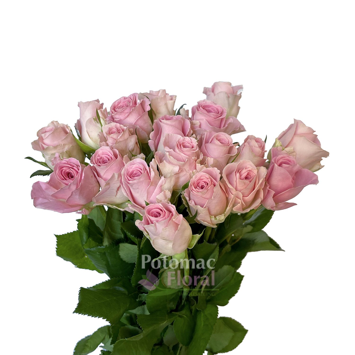 Sweet Heart Rose, Light Pink - Potomac Floral Wholesale