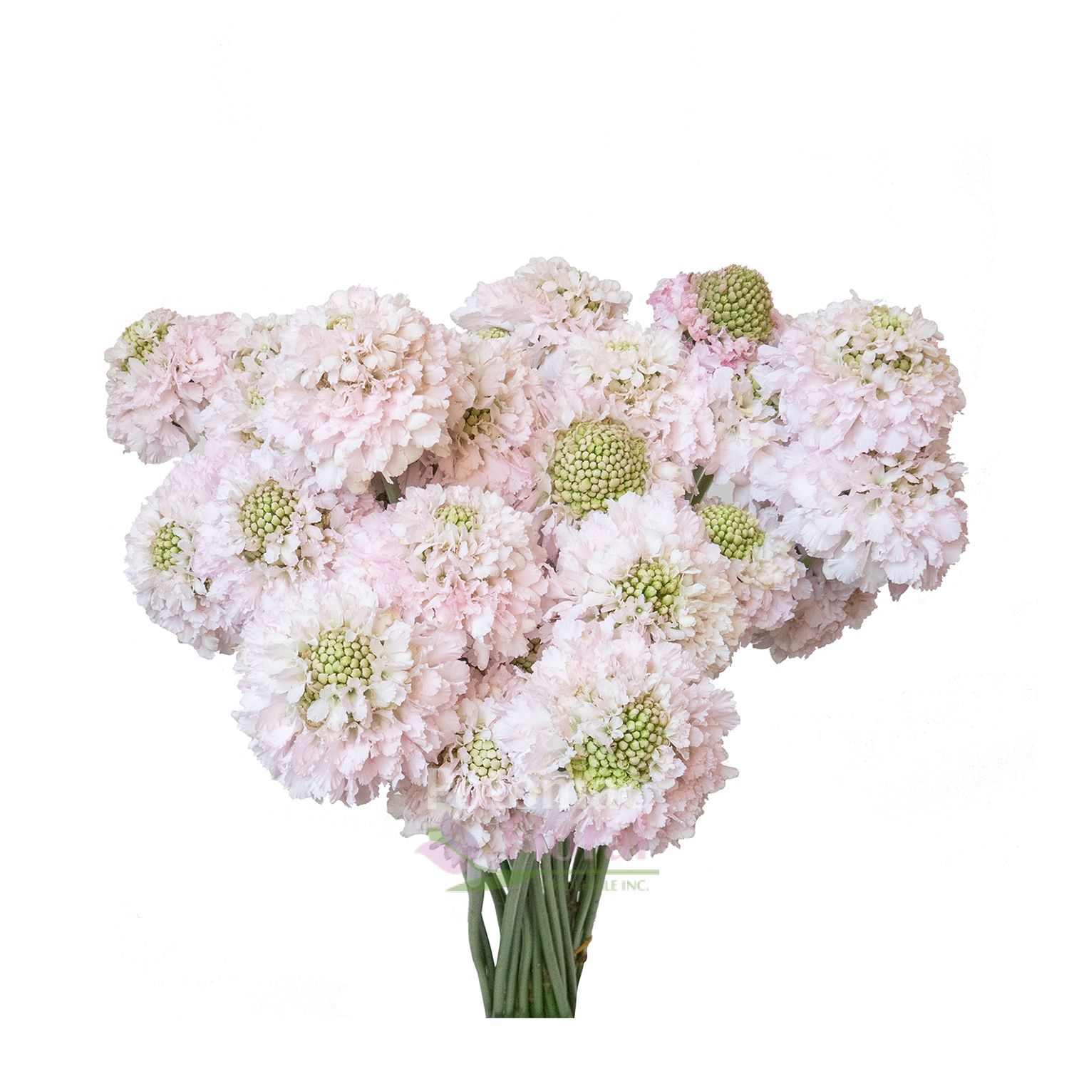 Scabiosa Blush Pink - Potomac Floral Wholesale
