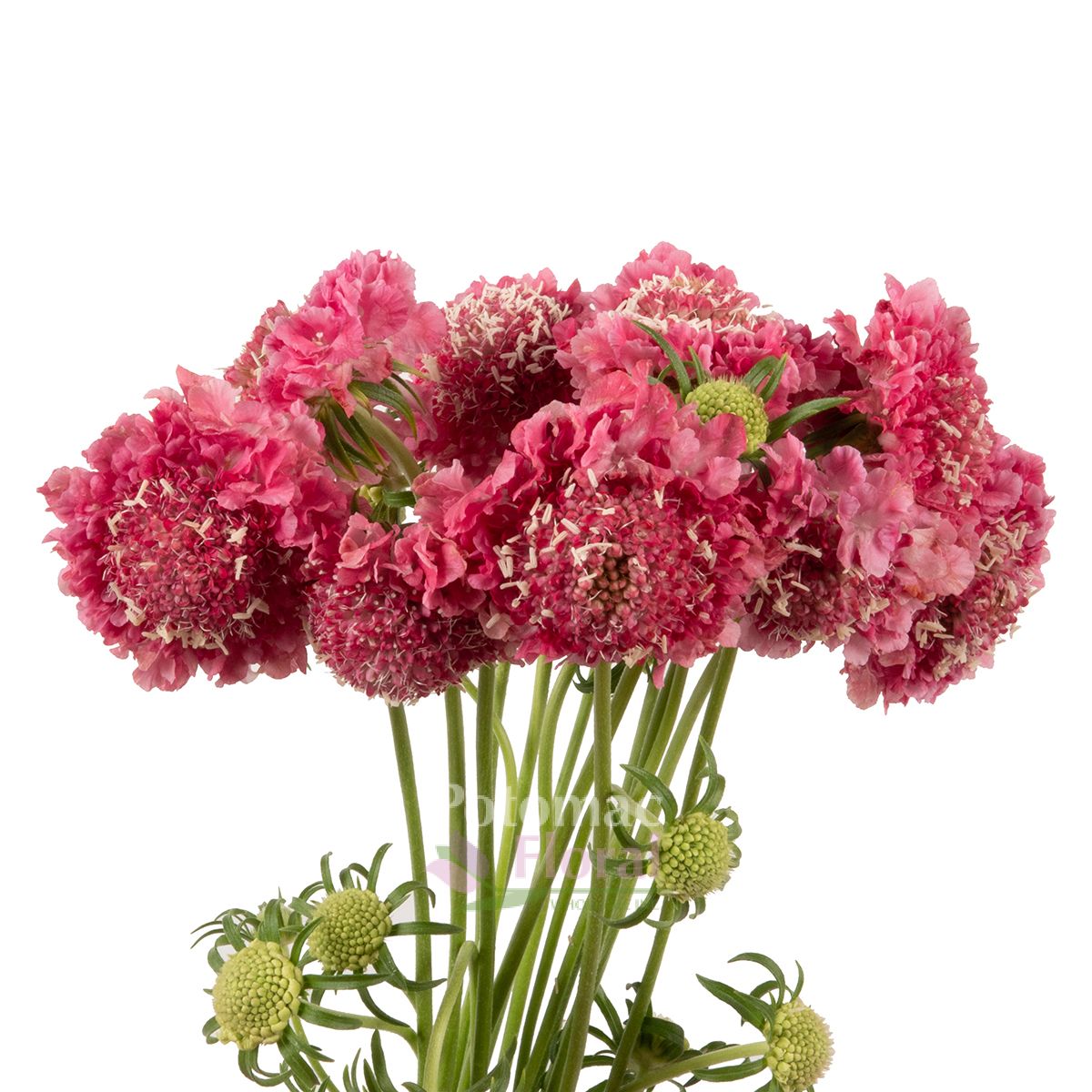 Scabiosa Pink - Potomac Floral Wholesale