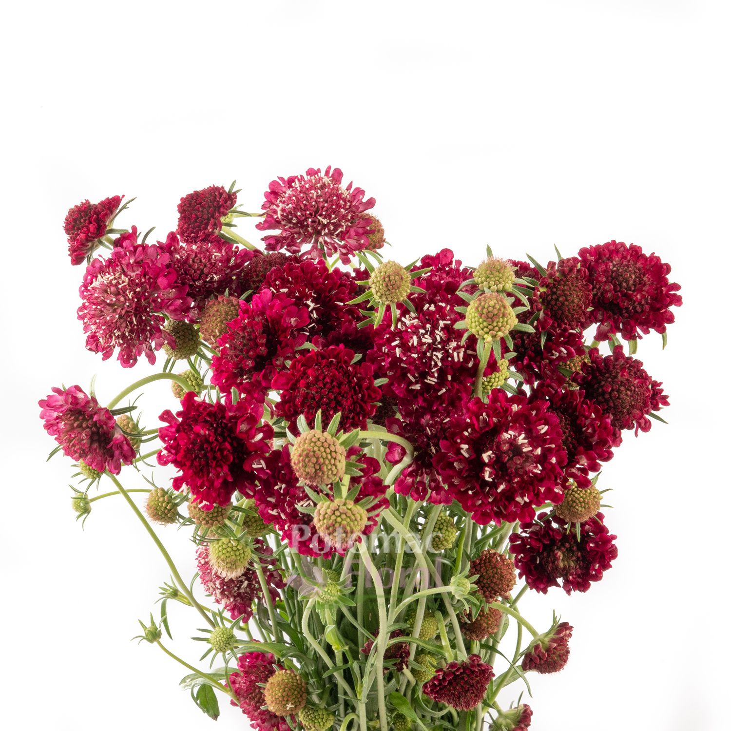 Scabiosa Red - Potomac Floral Wholesale