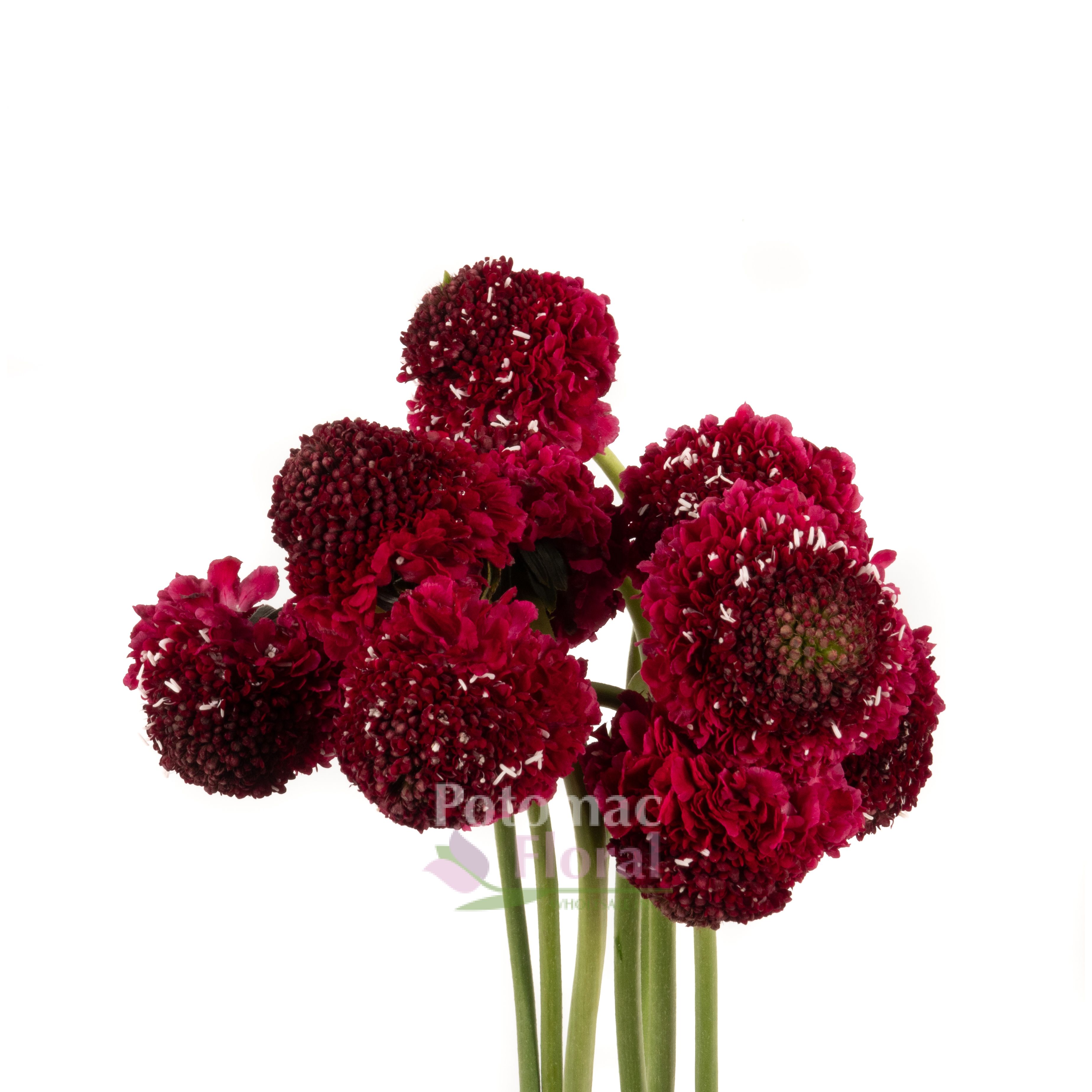 Scabiosa Red - Potomac Floral Wholesale