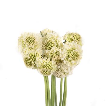 Scabiosa White - Potomac Floral Wholesale