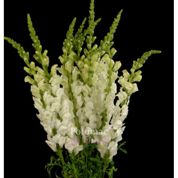 Snapdragon White - California (Medium) - Potomac Floral Wholesale