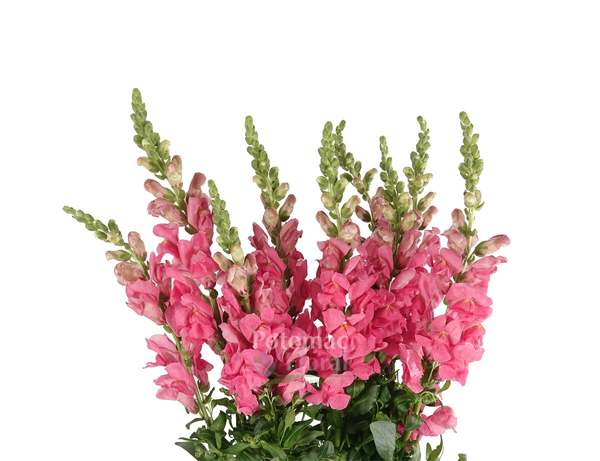 Snapdragon Pink - California (Medium) - Potomac Floral Wholesale