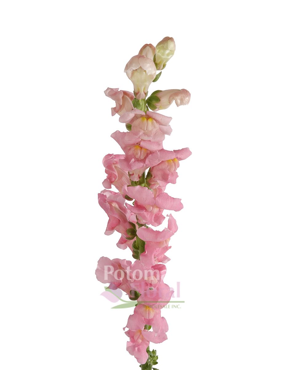 Snapdragon Light-Medium Pink Super Grade - Potomac Floral Wholesale