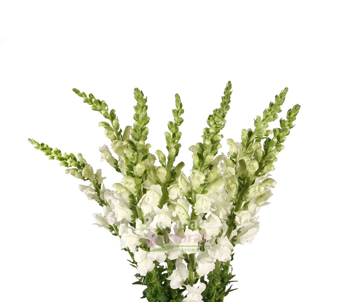 Snapdragon White, Super - Potomac Floral Wholesale