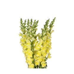 Snapdragon Yellow - California (Medium) - Potomac Floral Wholesale