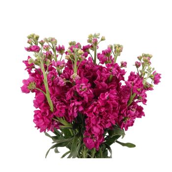Stock Fuchsia / Hot Pink - Potomac Floral Wholesale