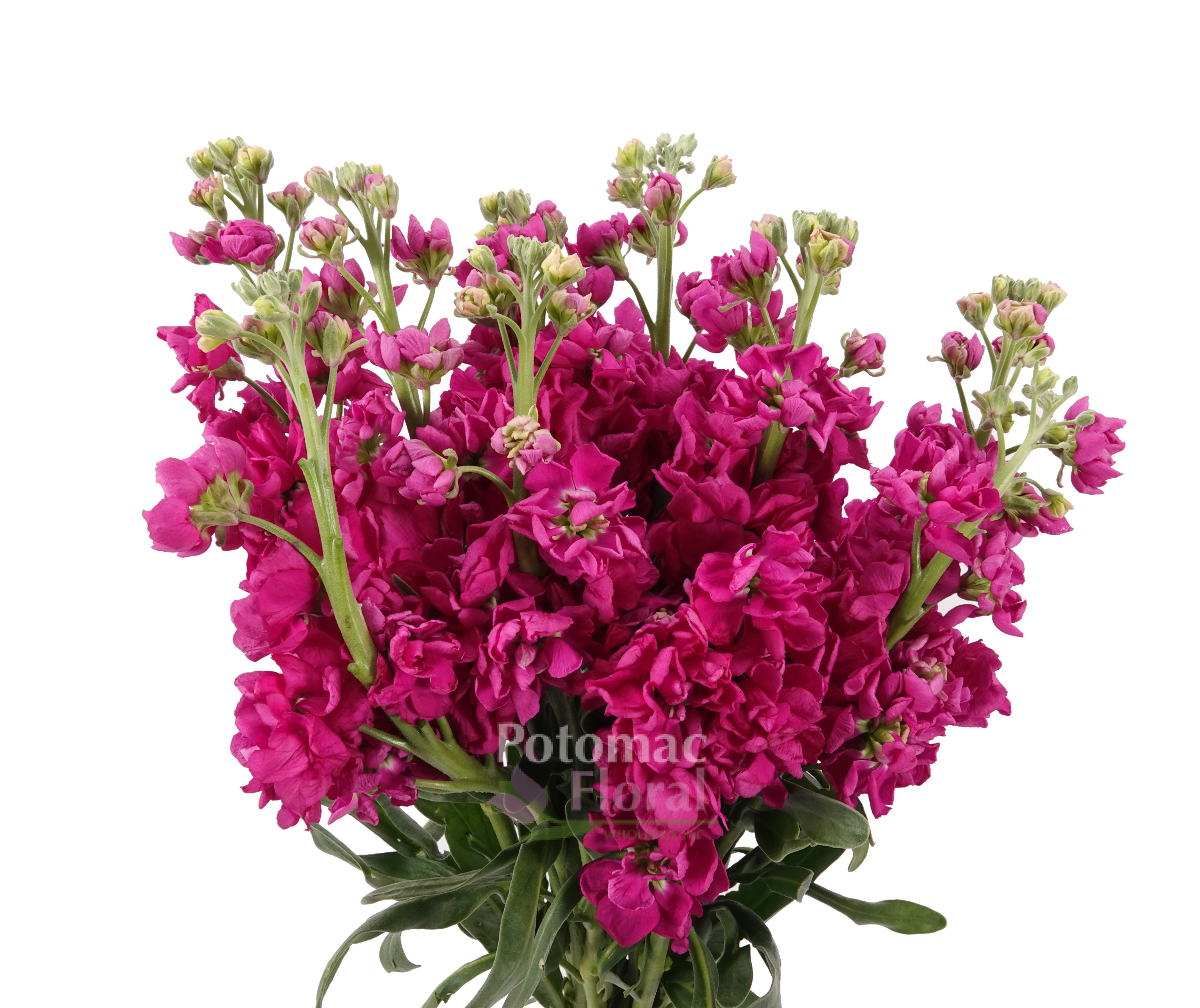 Stock Fuchsia / Hot Pink - Potomac Floral Wholesale
