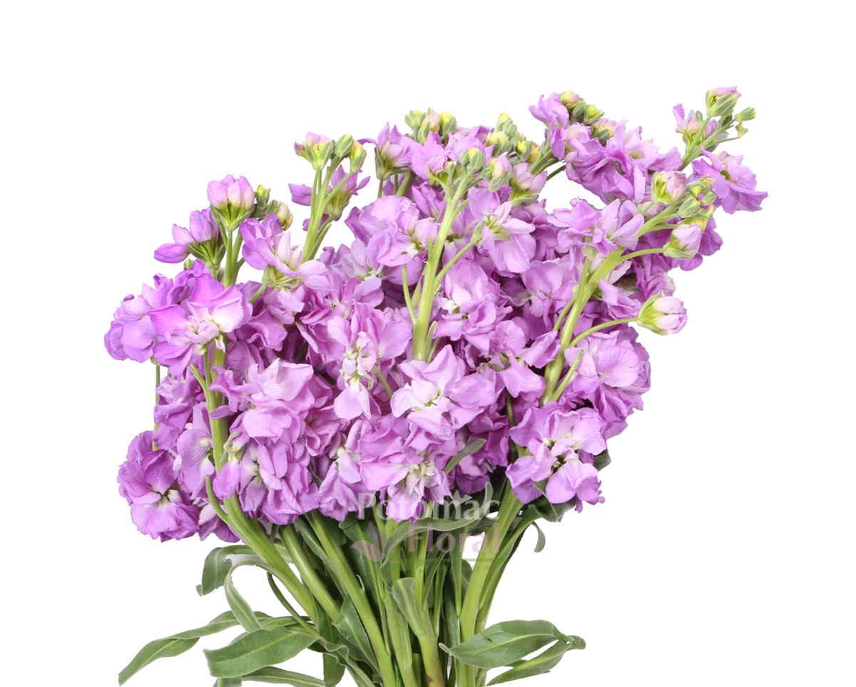 Stock Lavender - Potomac Floral Wholesale