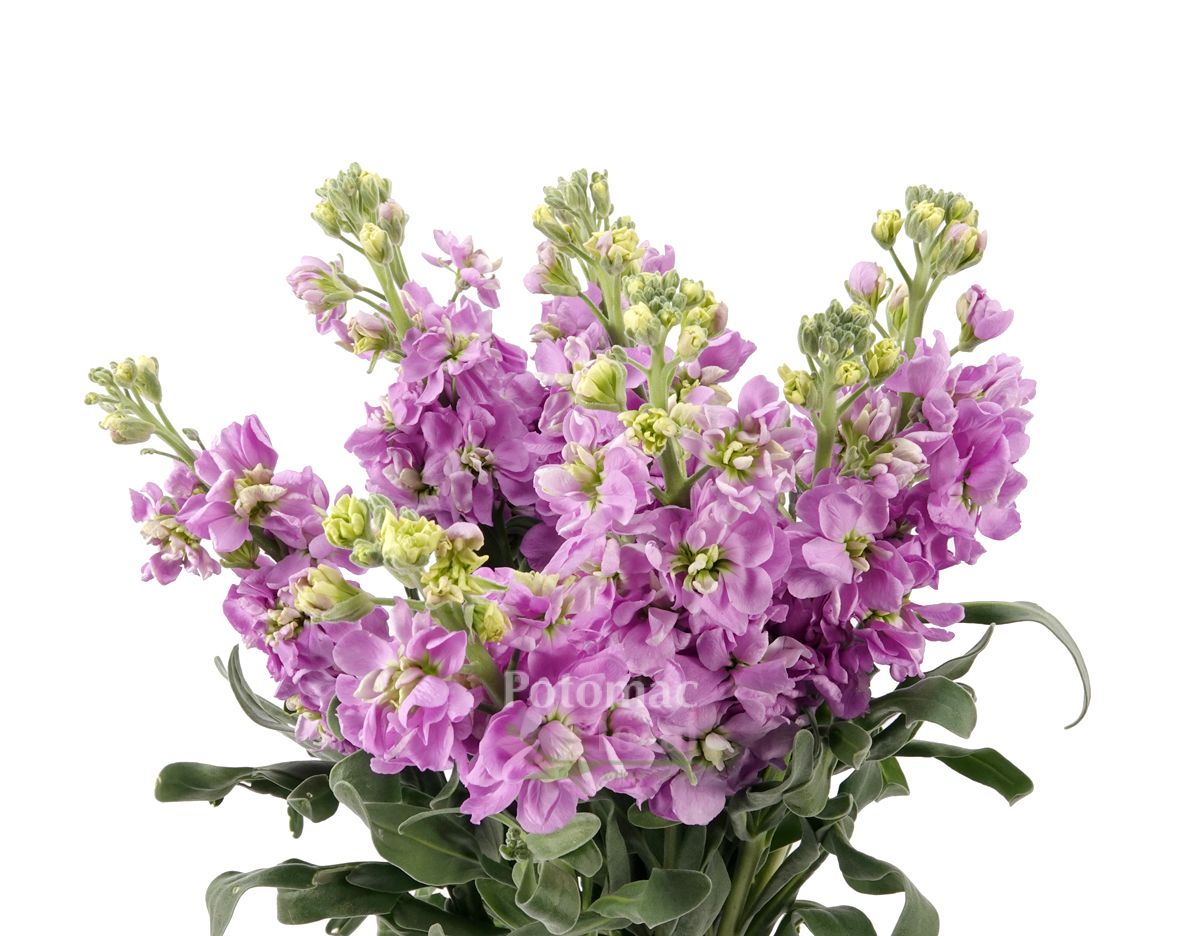 Stock Lavender - Potomac Floral Wholesale