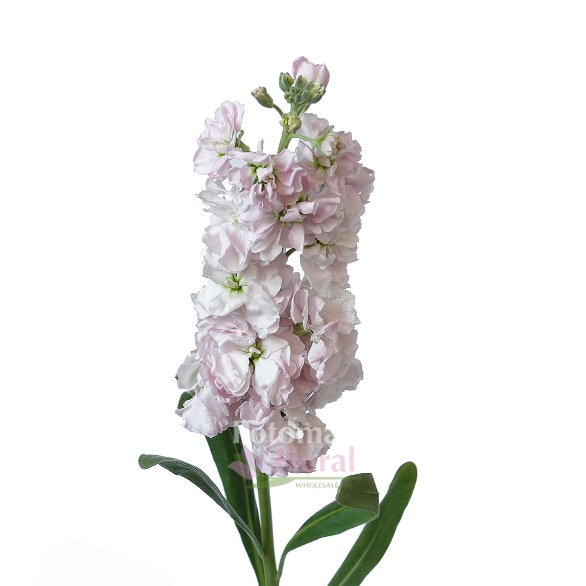 Stock Light Pink - Potomac Floral Wholesale