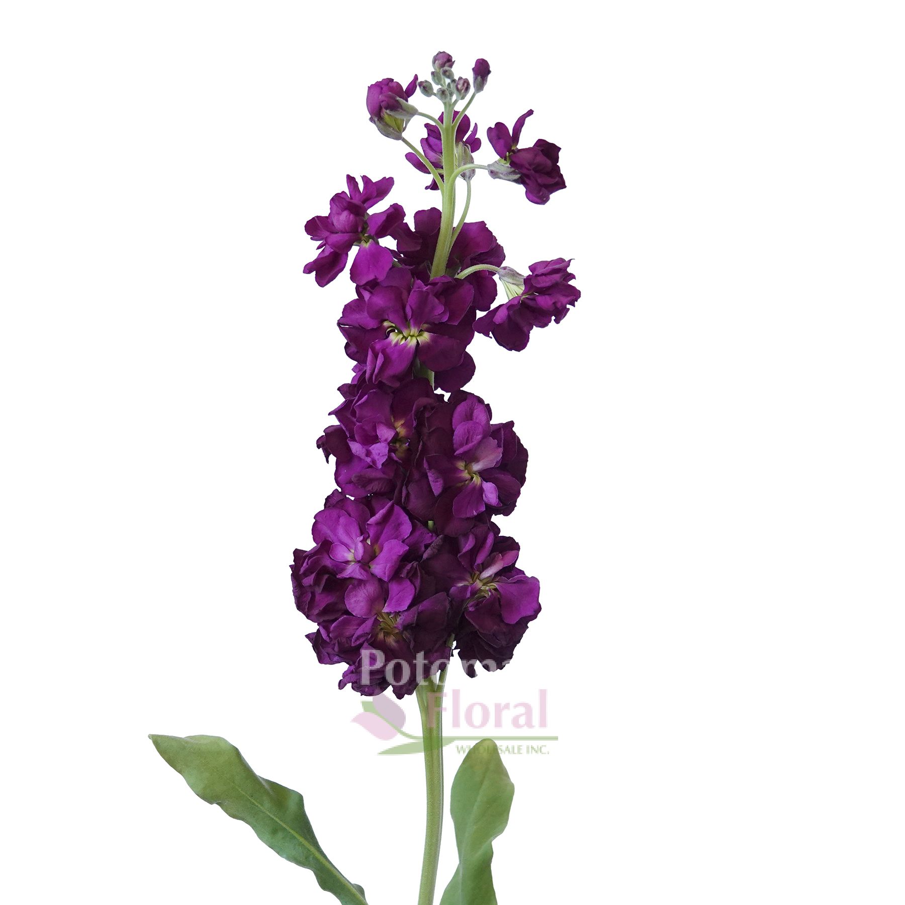 Stock Purple - Potomac Floral Wholesale