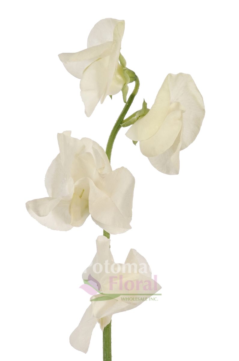 Sweet Peas Cream (Lathyrus) - Potomac Floral Wholesale
