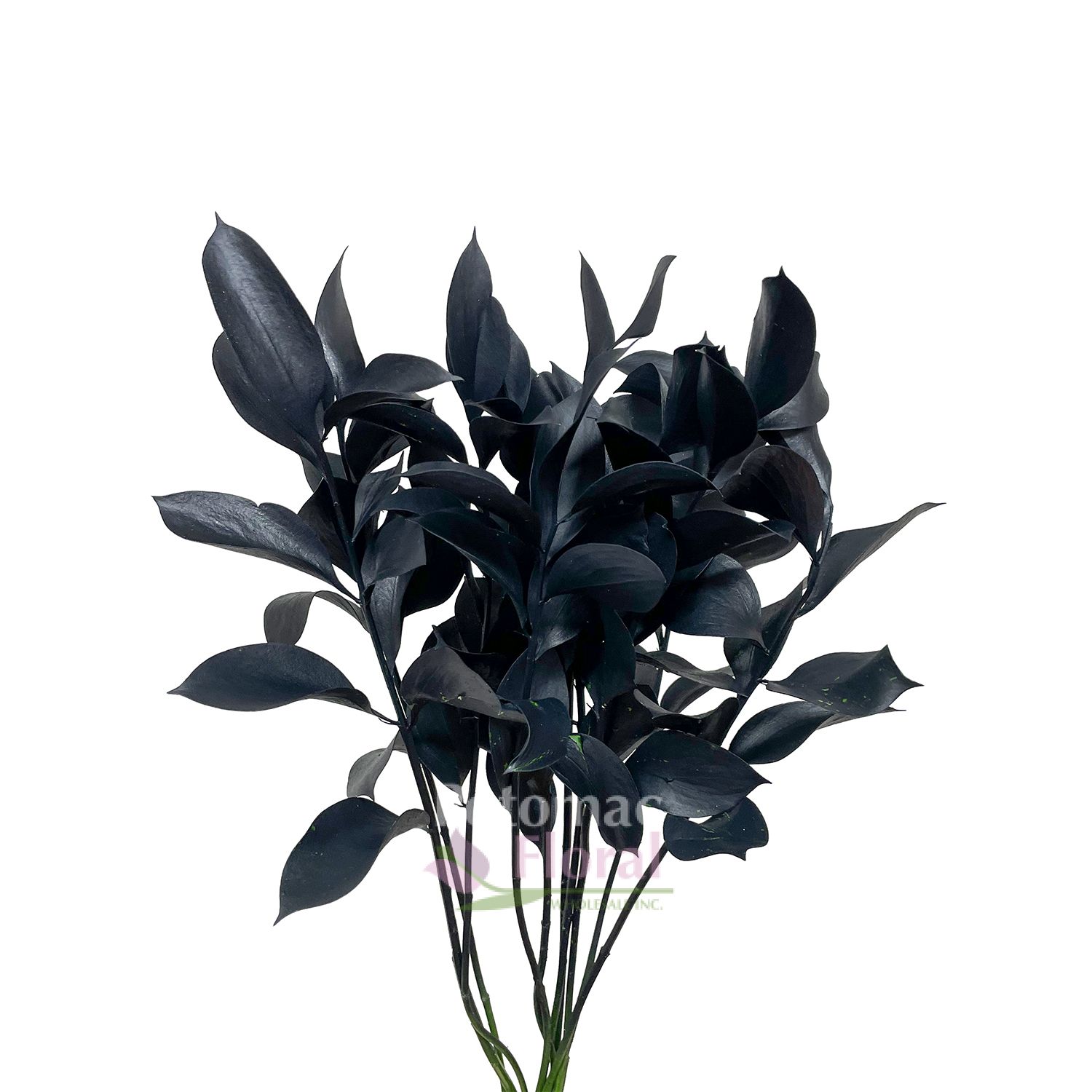 Israeli Ruscus Black Painted - Potomac Floral Wholesale