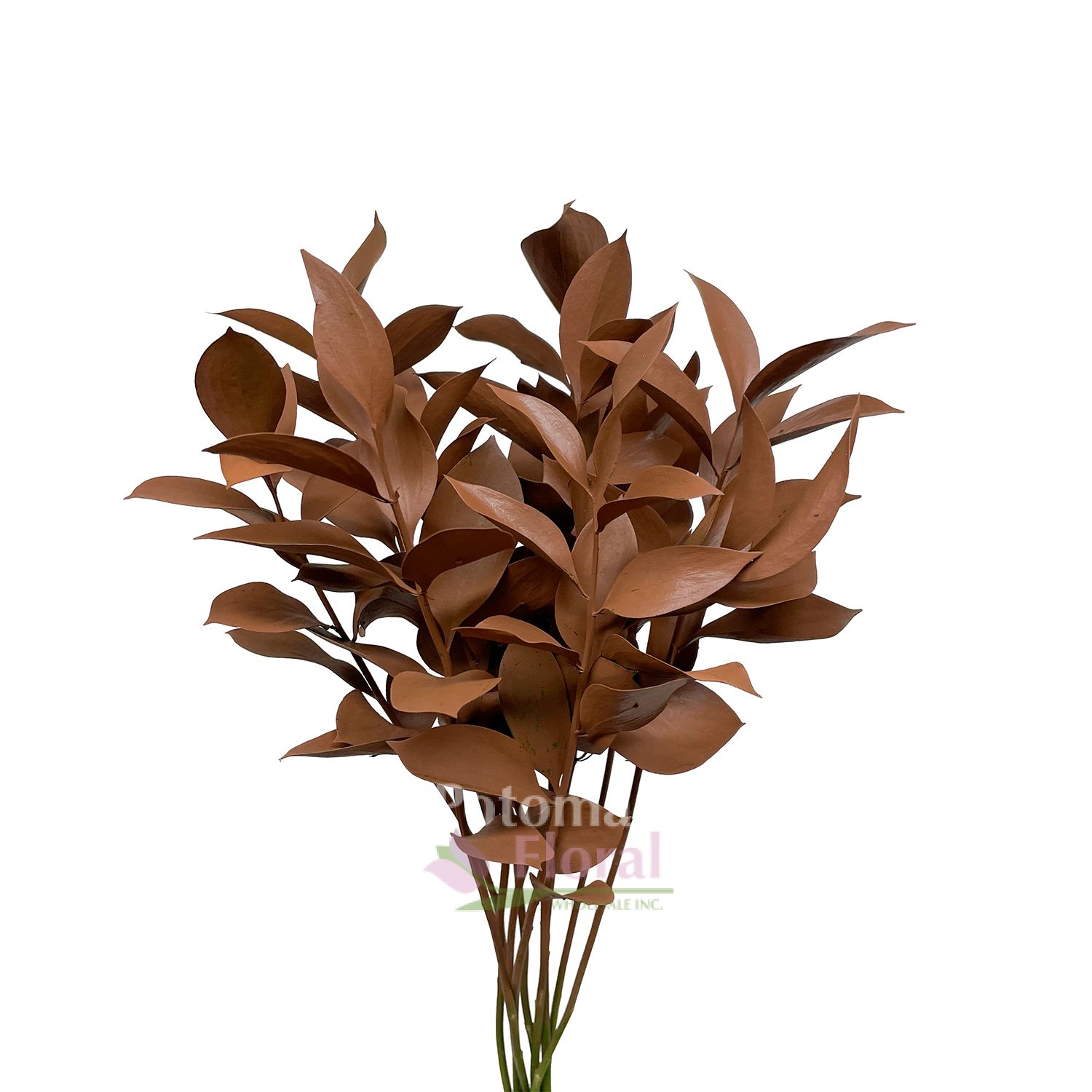 Israeli Ruscus Brown Painted - Potomac Floral Wholesale
