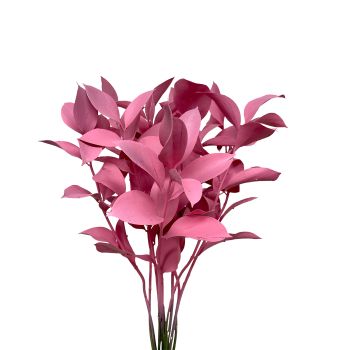 Israeli Ruscus Bubblegum Pink Painted - Potomac Floral Wholesale
