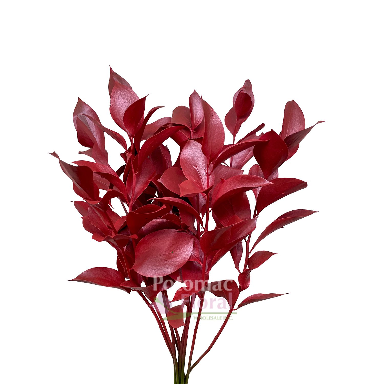 Israeli Ruscus Metallic Cherry Red Painted - Potomac Floral Wholesale