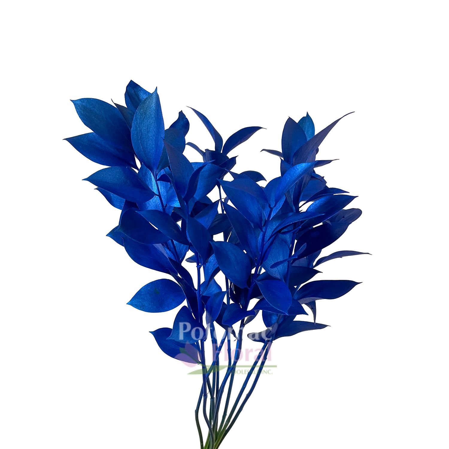 Israeli Ruscus Metallic Cobalt Blue Painted - Potomac Floral Wholesale
