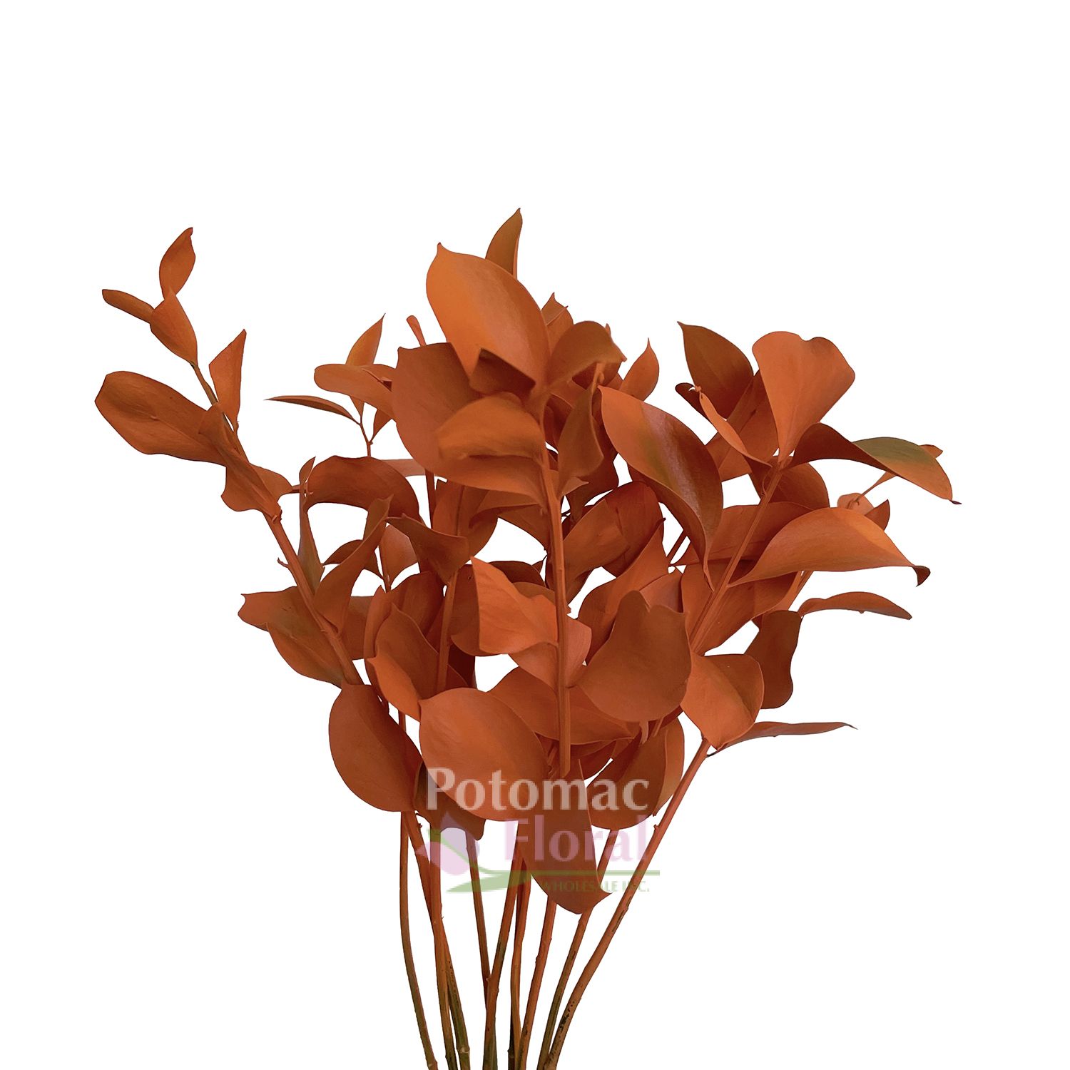 Israeli Ruscus Orange Painted - Potomac Floral Wholesale
