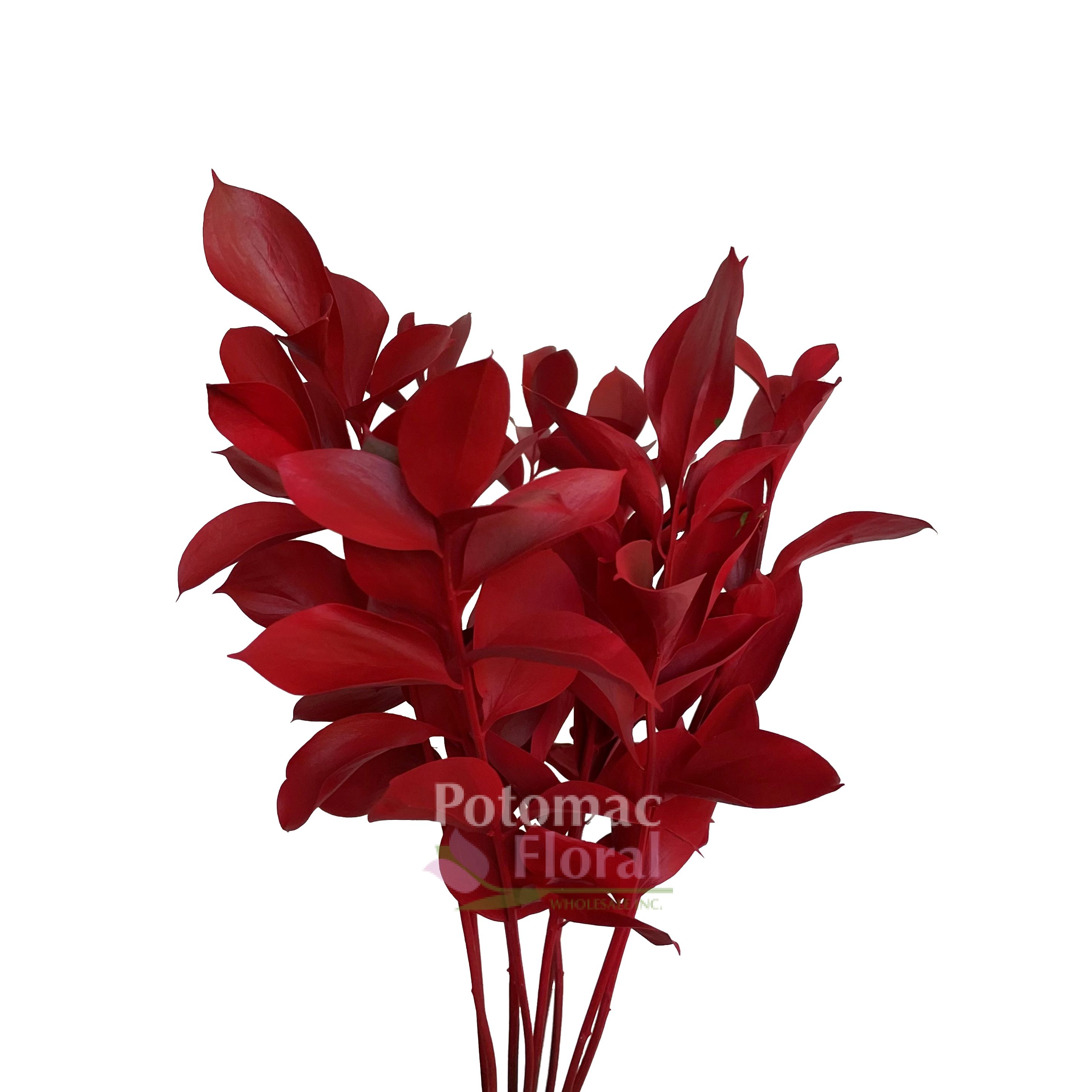 Israeli Ruscus Red Painted - Potomac Floral Wholesale