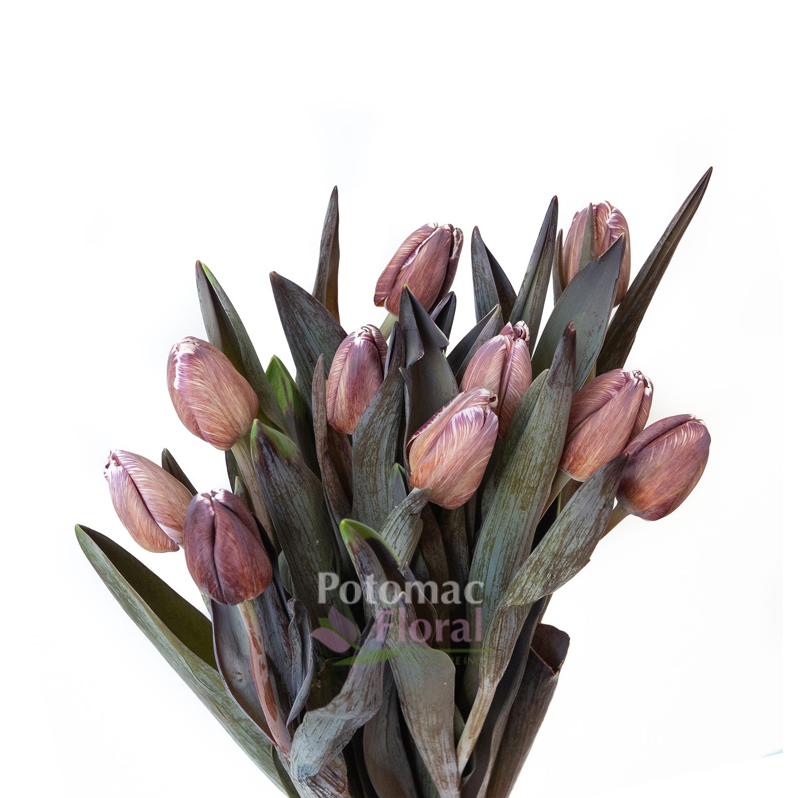 Tulip Painted - Brownie - Potomac Floral Wholesale