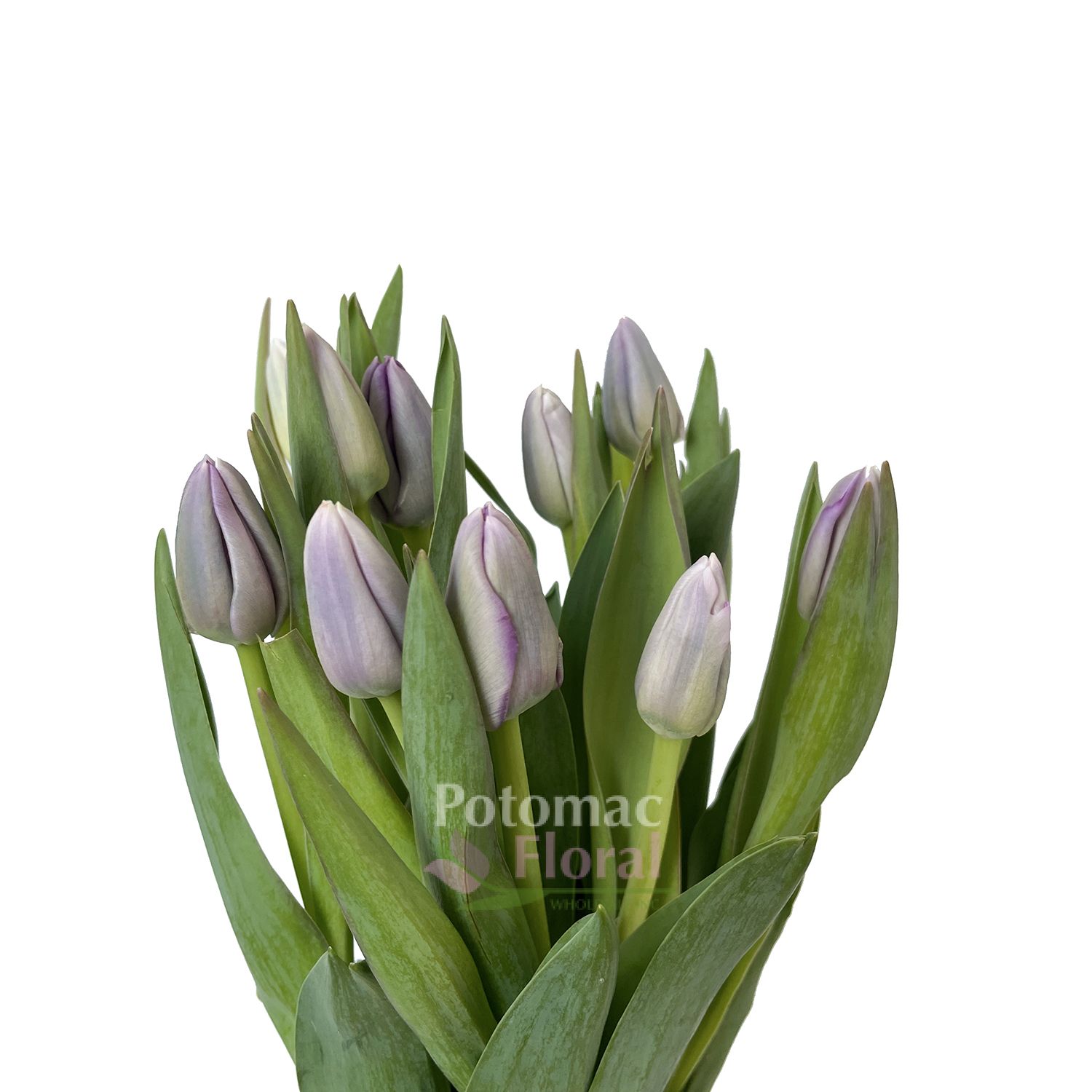 Tulip Lavender Dutch - Potomac Floral Wholesale