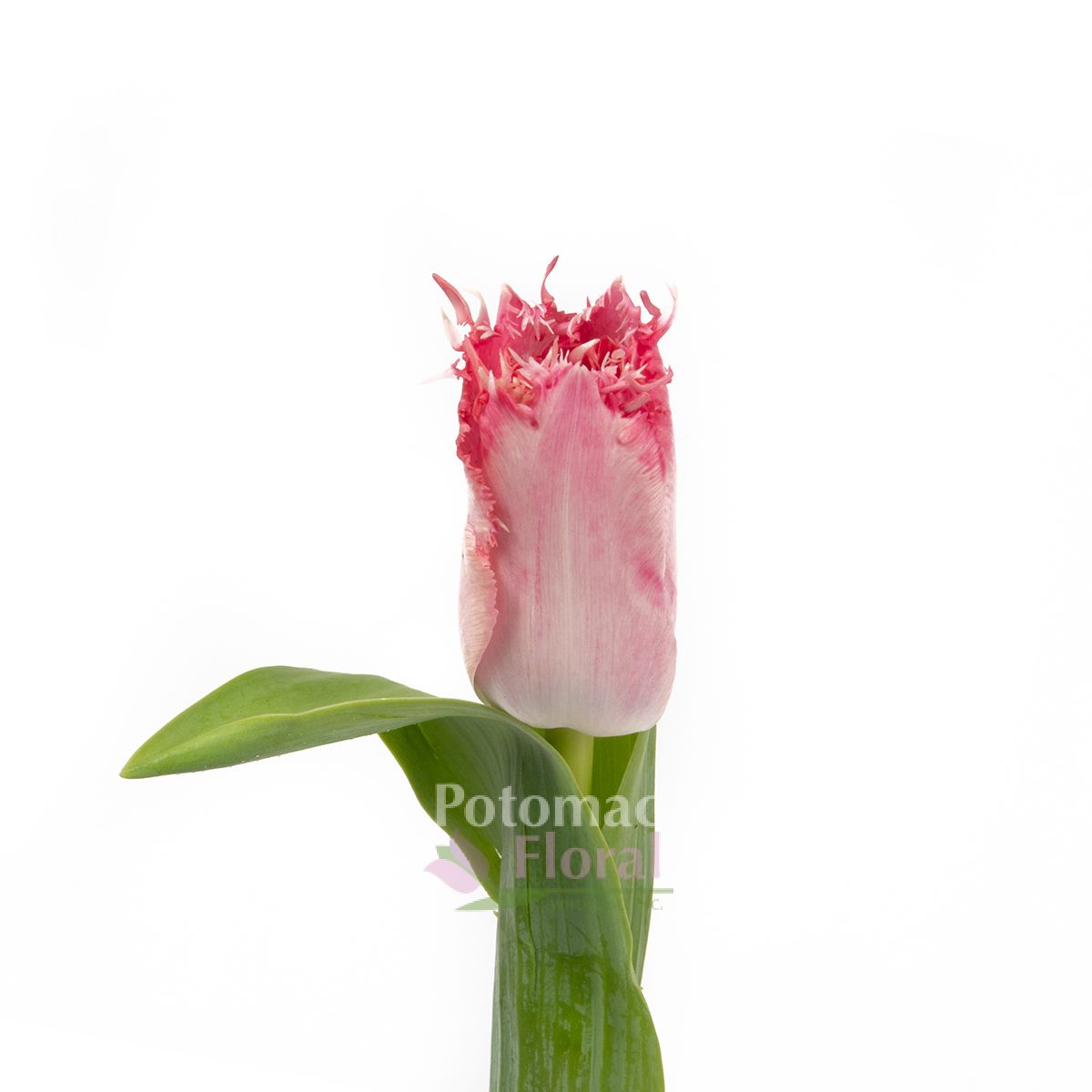 Tulip Pink Frill - Potomac Floral Wholesale