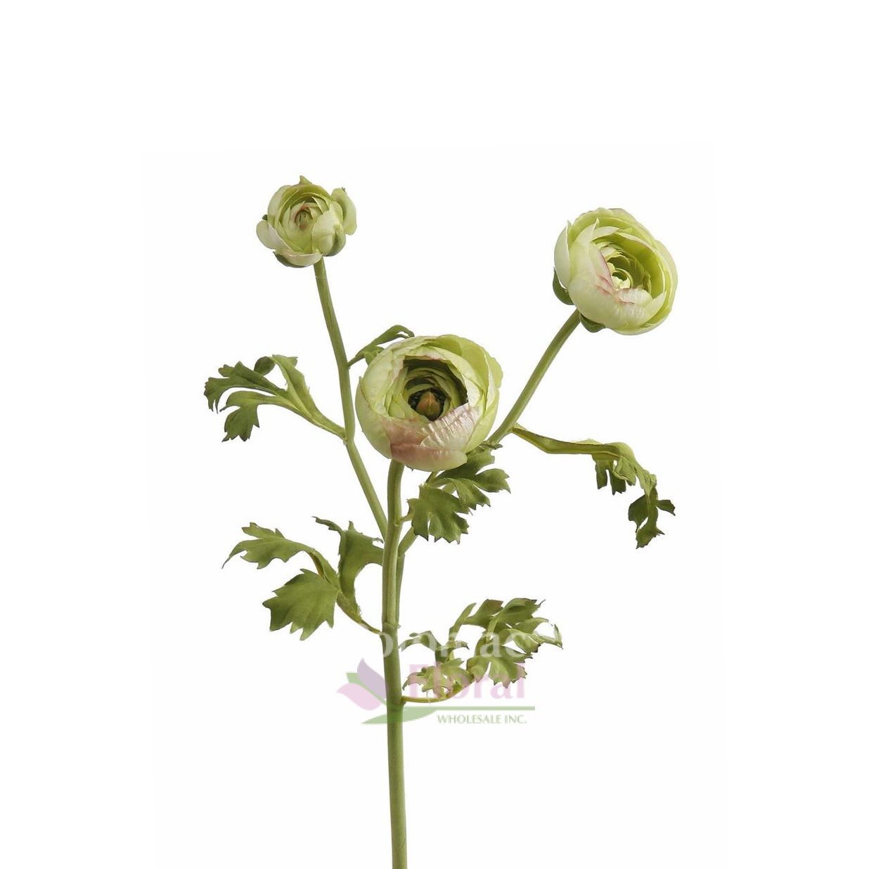 Silk Ranunculus Light Green - Potomac Floral Wholesale