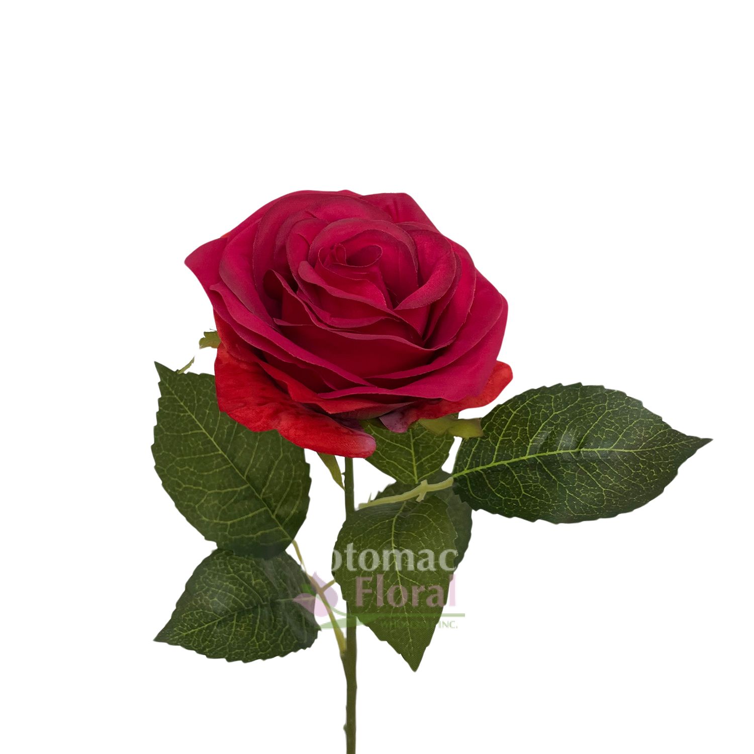 Silk Open Rose 20" Beauty - Potomac Floral Wholesale