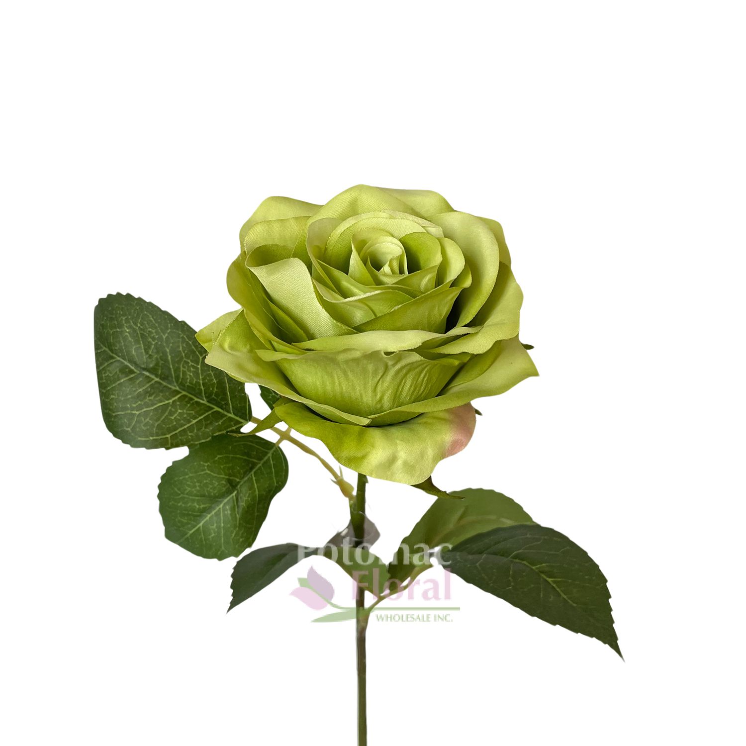 Silk Open Rose 20" Green - Potomac Floral Wholesale
