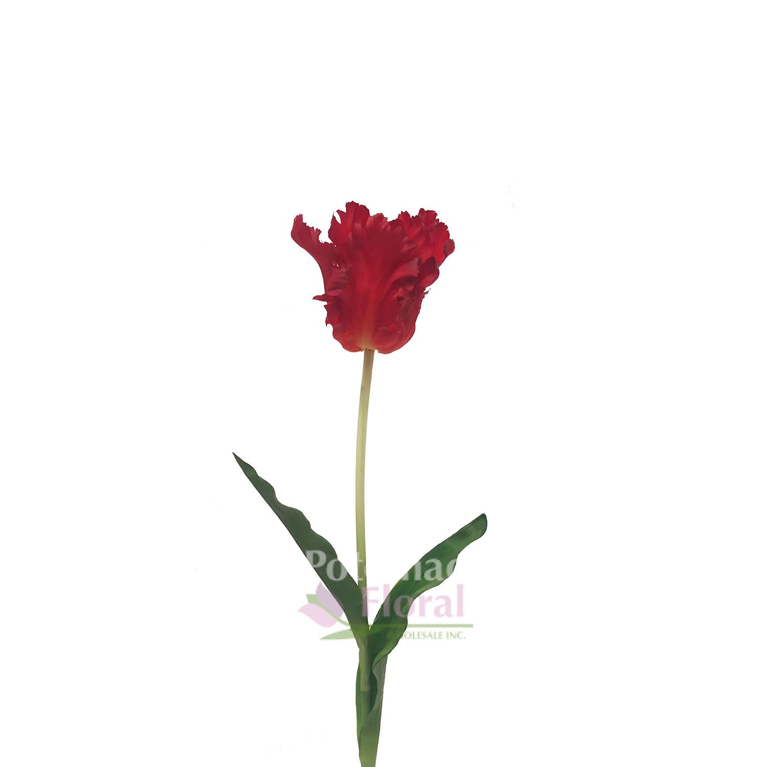 Silk Red 27" Parrot Tulip - Potomac Floral Wholesale