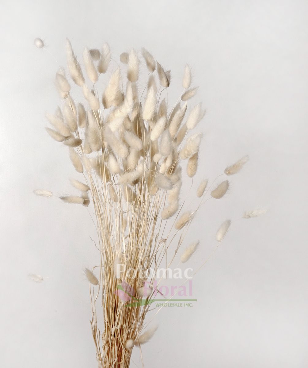 Bunny Tails Bleached - Potomac Floral Wholesale