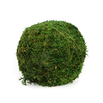 Preserved 10" Moss Ball - Potomac Floral Wholesale
