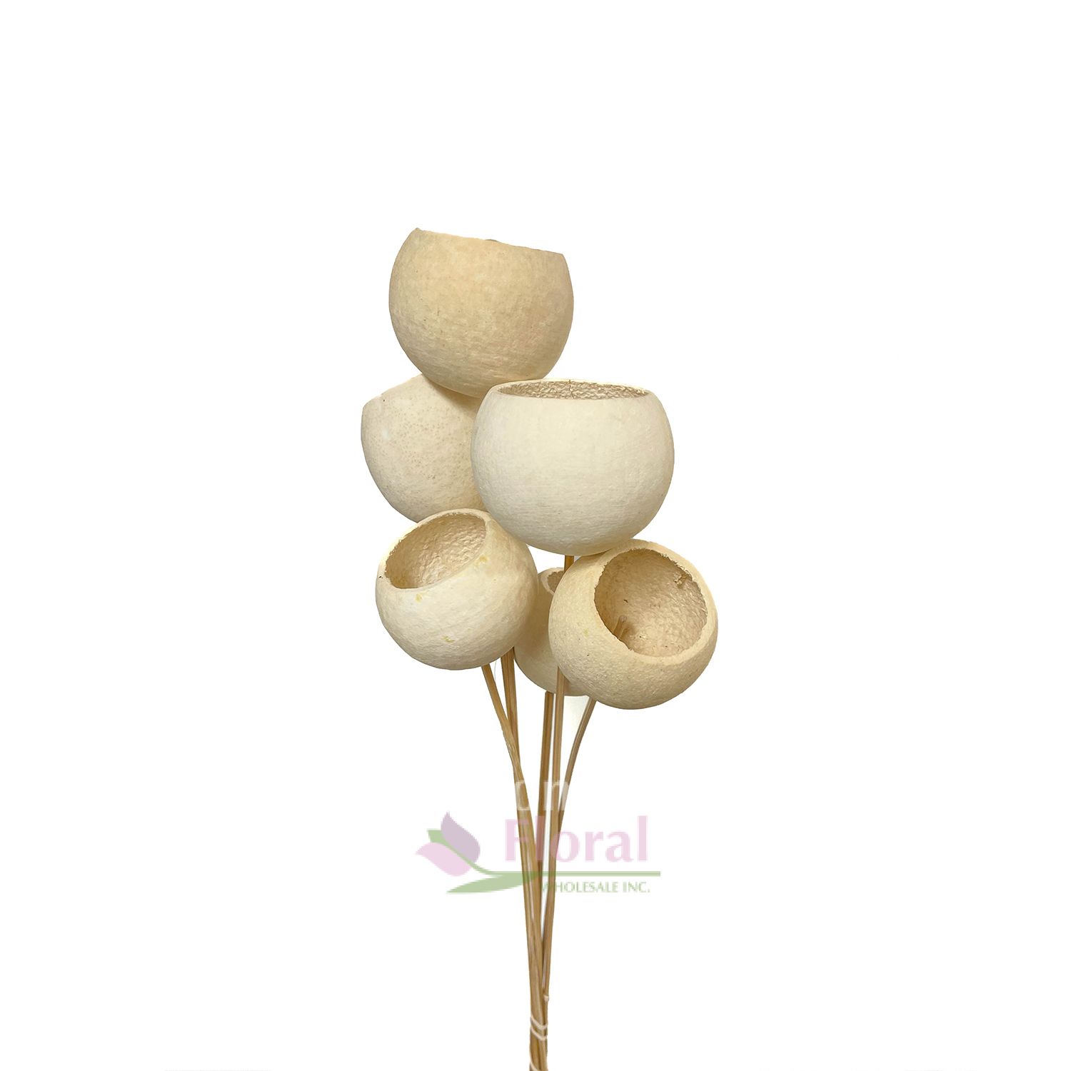 Dried Bleached Bell Cup on Stem - Potomac Floral Wholesale