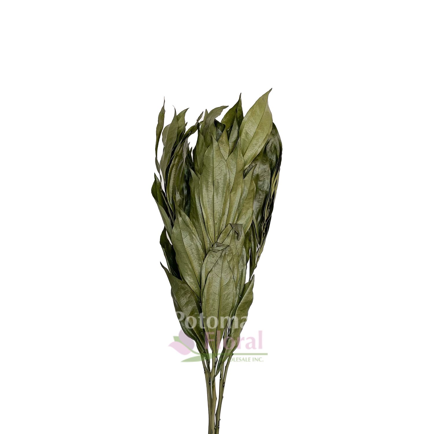 Dried Cocculus - Green - Potomac Floral Wholesale