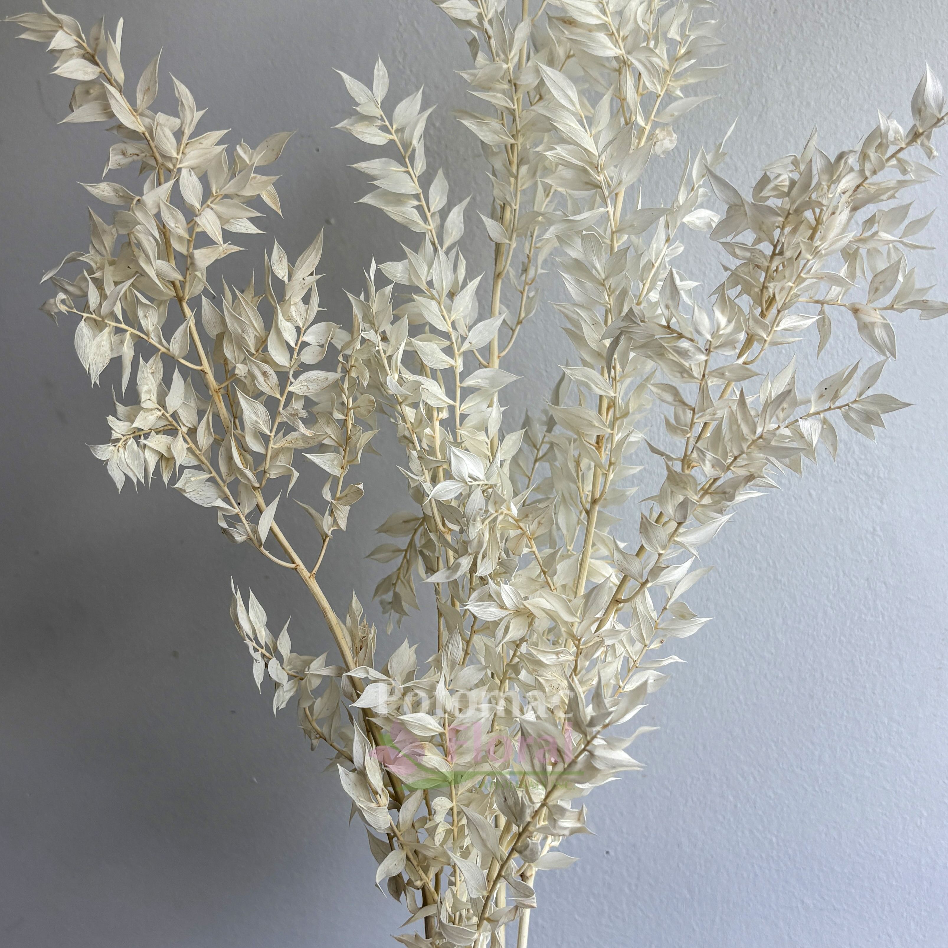Bleached Ruscus - Potomac Floral Wholesale