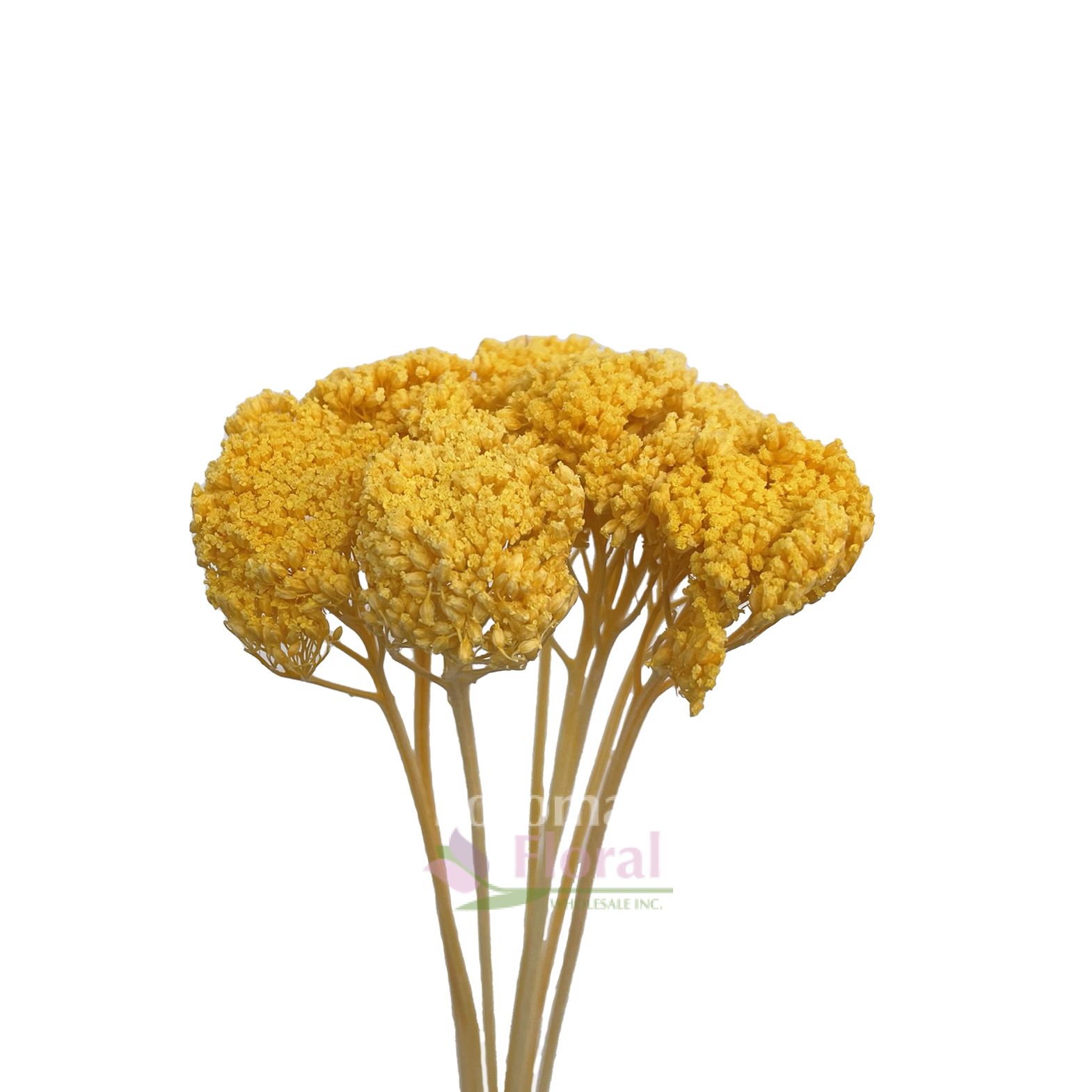 Dried Yellow Yarrow - Potomac Floral Wholesale
