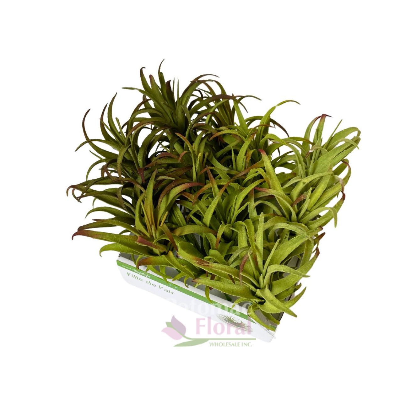Air Plant Pick Assortment- Green - Potomac Floral Wholesale