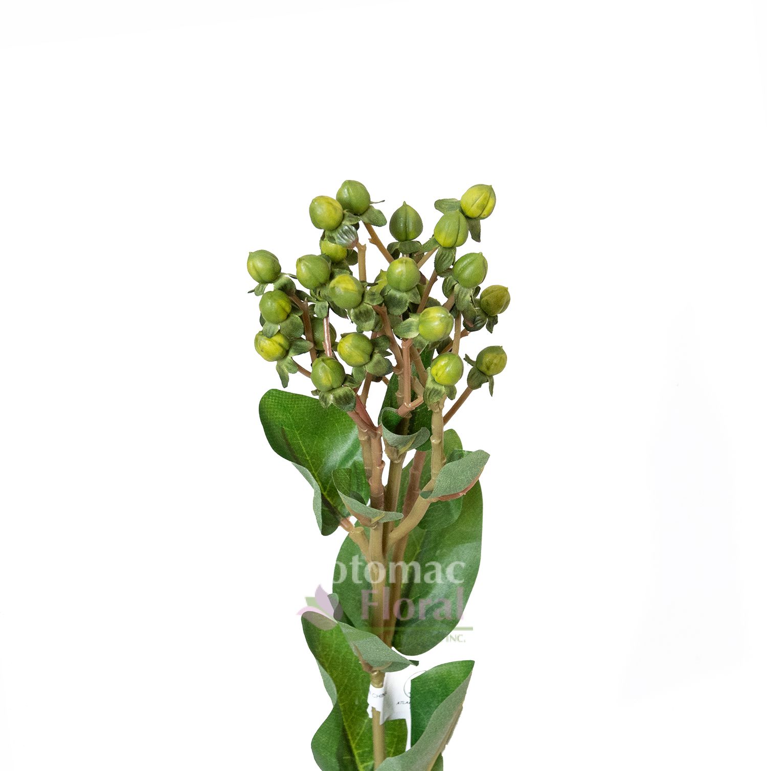 Silk Green Hypericum Stem - Potomac Floral Wholesale
