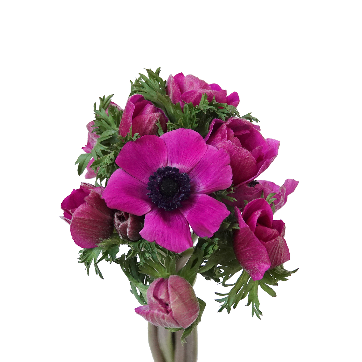 Potomac Floral Wholesale